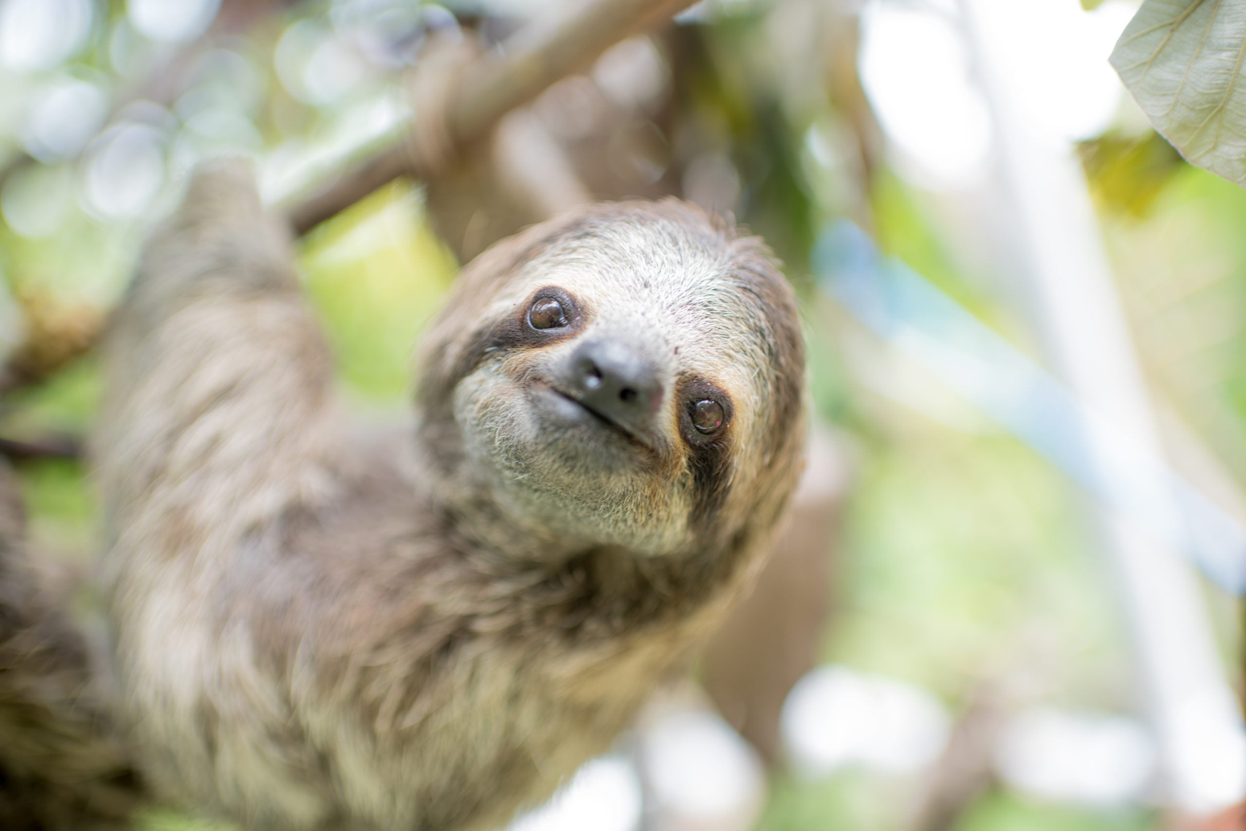 The Friendly Year 2022 to Help the Sloths | Maria Nila